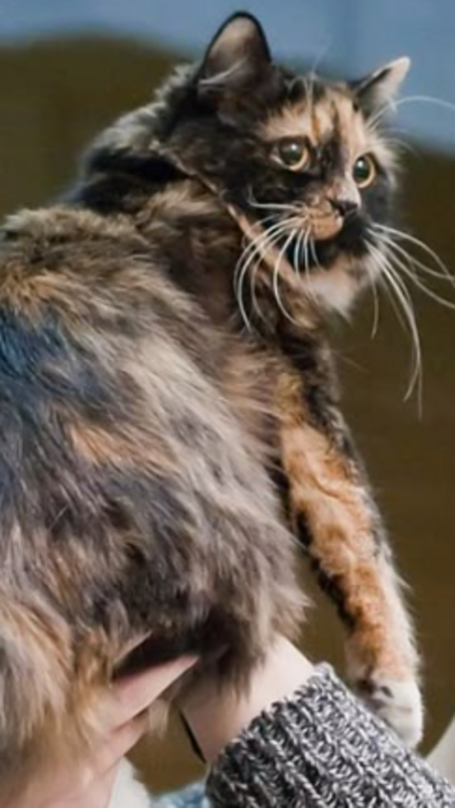 Most protective cat breeds in the world