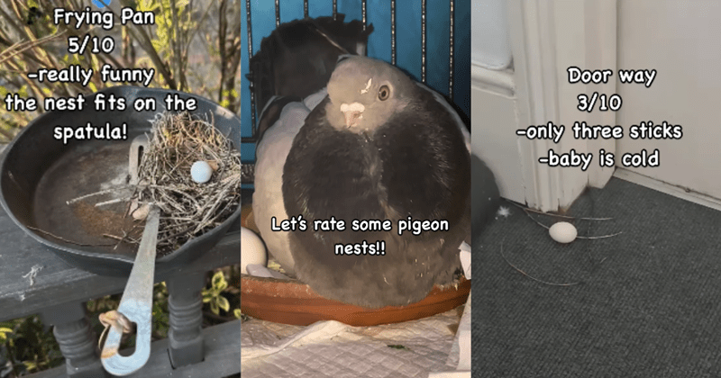 30 Worst-Rated Pigeon Nests That'll Make Bird Lovers Befriend All the ...