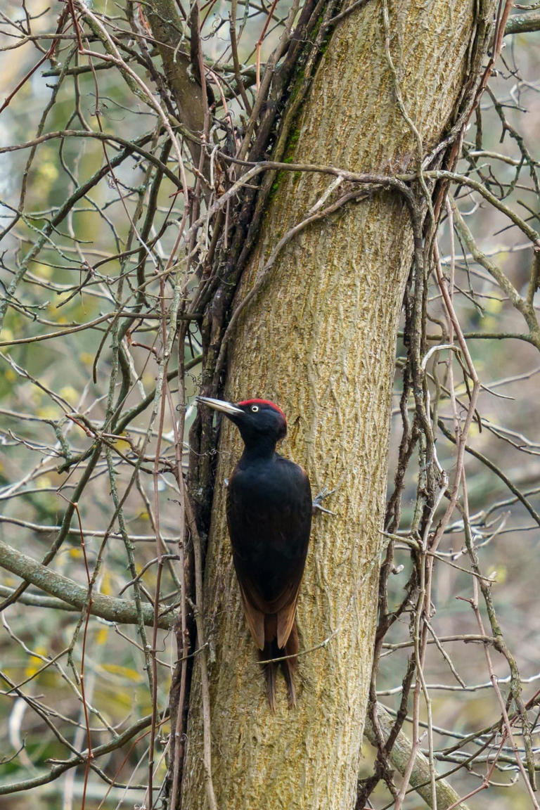 Hatching the Dodo: How science is bringing back lost species