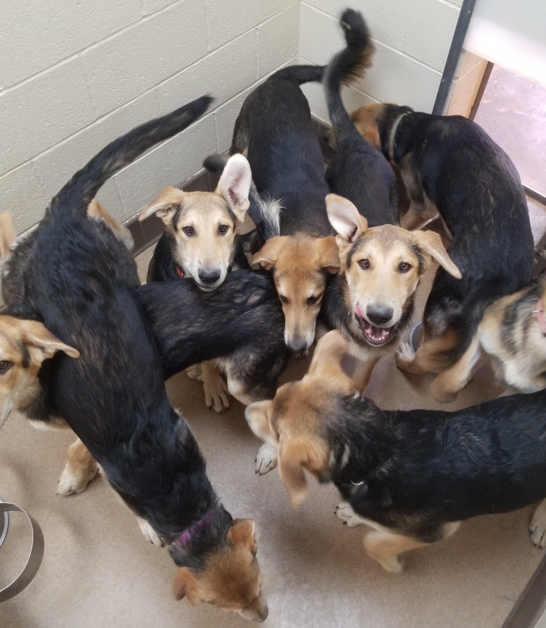 UPDATE: 5 more cases of canine distemper confirmed at Apple Valley ...