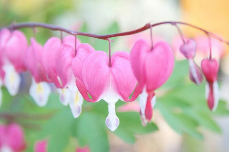 Bleeding Heart: The Flower That Speaks When Words Aren’t Enough