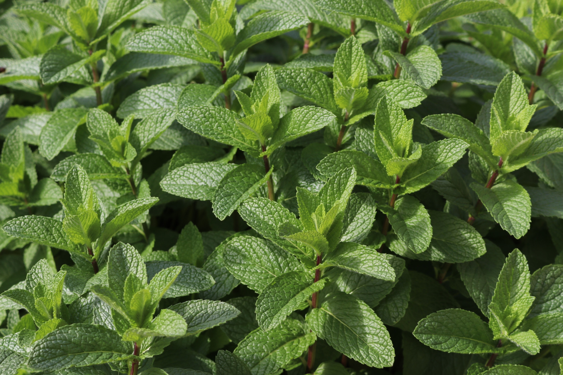 Scientists discover surprising link between menthol and Alzheimer's