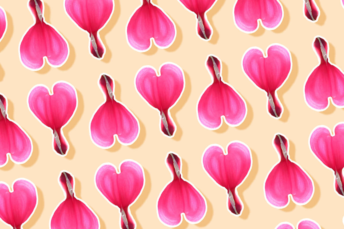 Bleeding Heart: The Flower That Speaks When Words Aren’t Enough