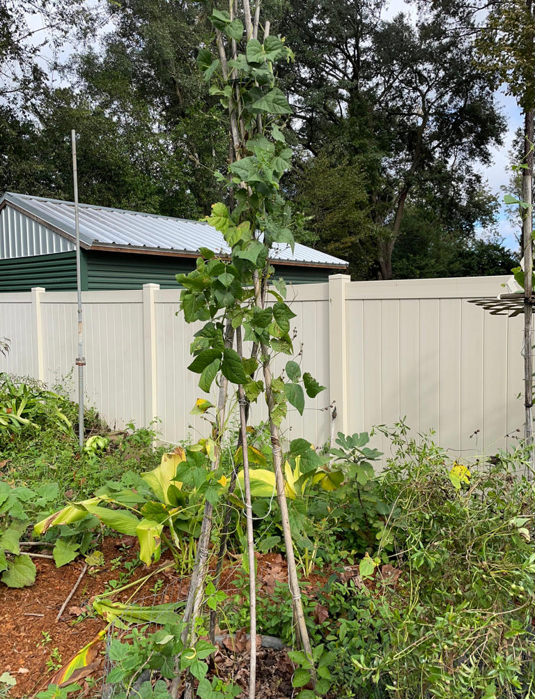 Grow up: A Jack and the Beanstalk vertical garden saves space, adds whimsy