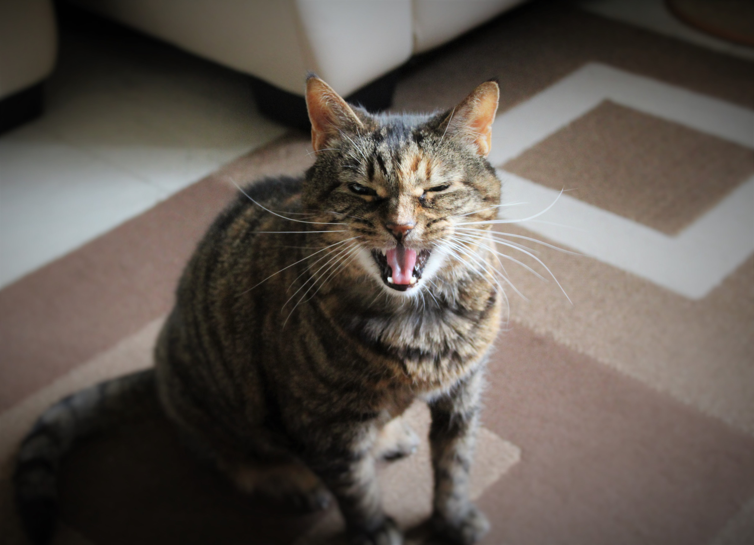 Reason Boyfriend Wants To Re-Home Rescue Cat Breaks Hearts