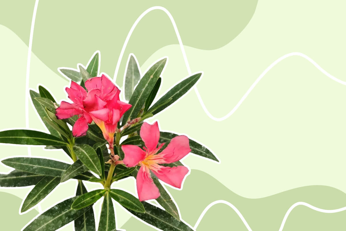 Oleander: The Seductive Flower That Symbolizes Love and Death