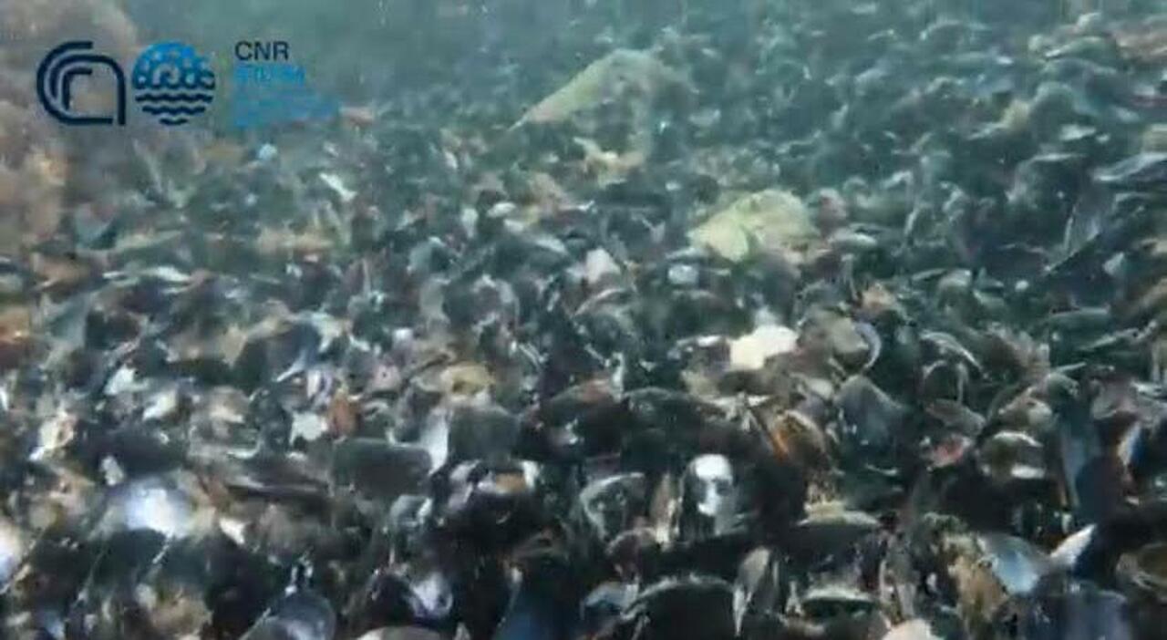 Ancona, moscioli spariti, stop alla pesca: «Chiediamo lo stato di calamità»