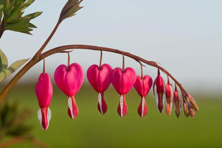 Bleeding Heart: The Flower That Speaks When Words Aren’t Enough