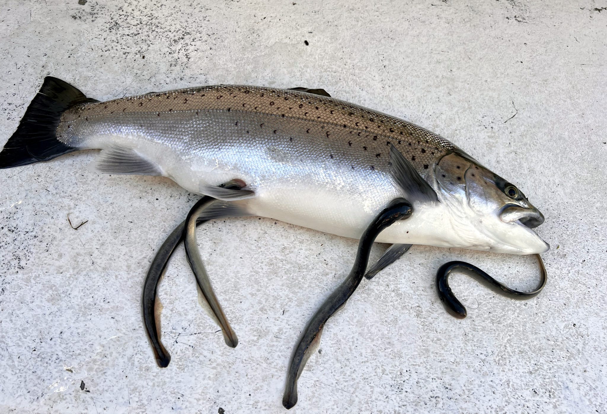 Tide is turning against invasive sea lamprey after COVID-era surge