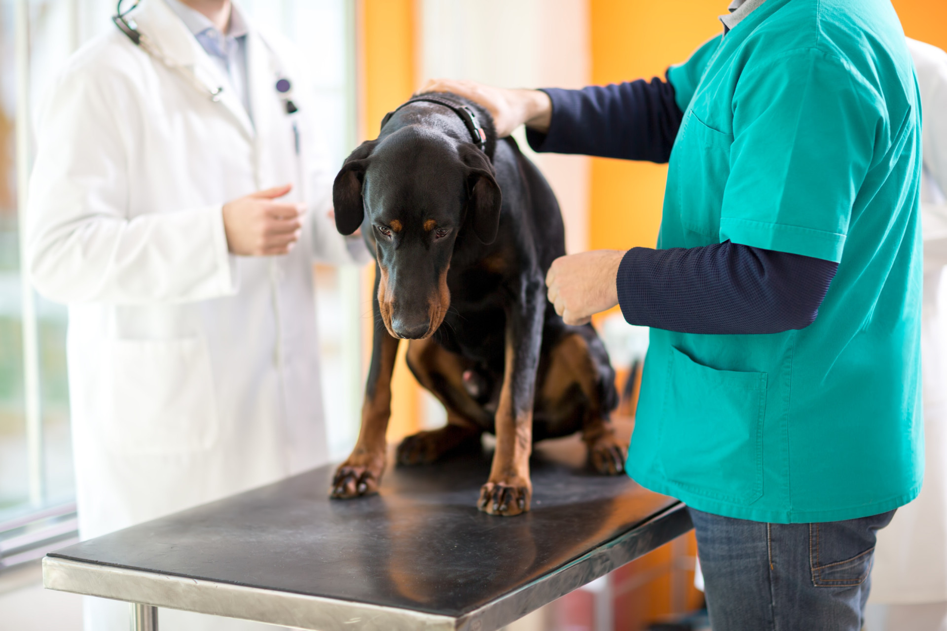 Ce que vous devez savoir (et faire) si votre animal souffre d'un cancer