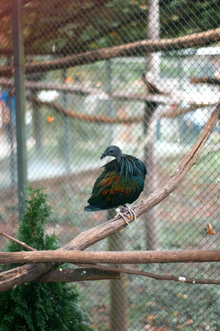 Hatching the Dodo: How science is bringing back lost species