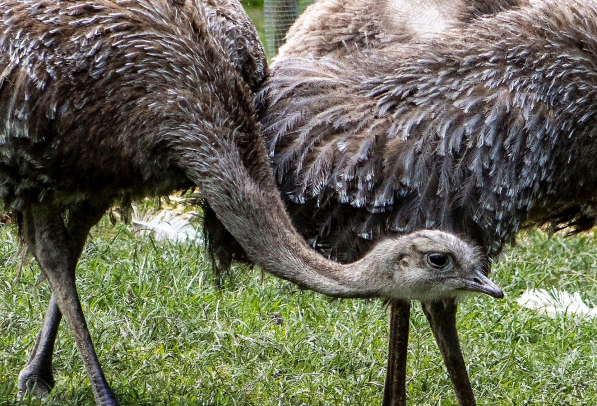 Lesser-known reasons for historical wars