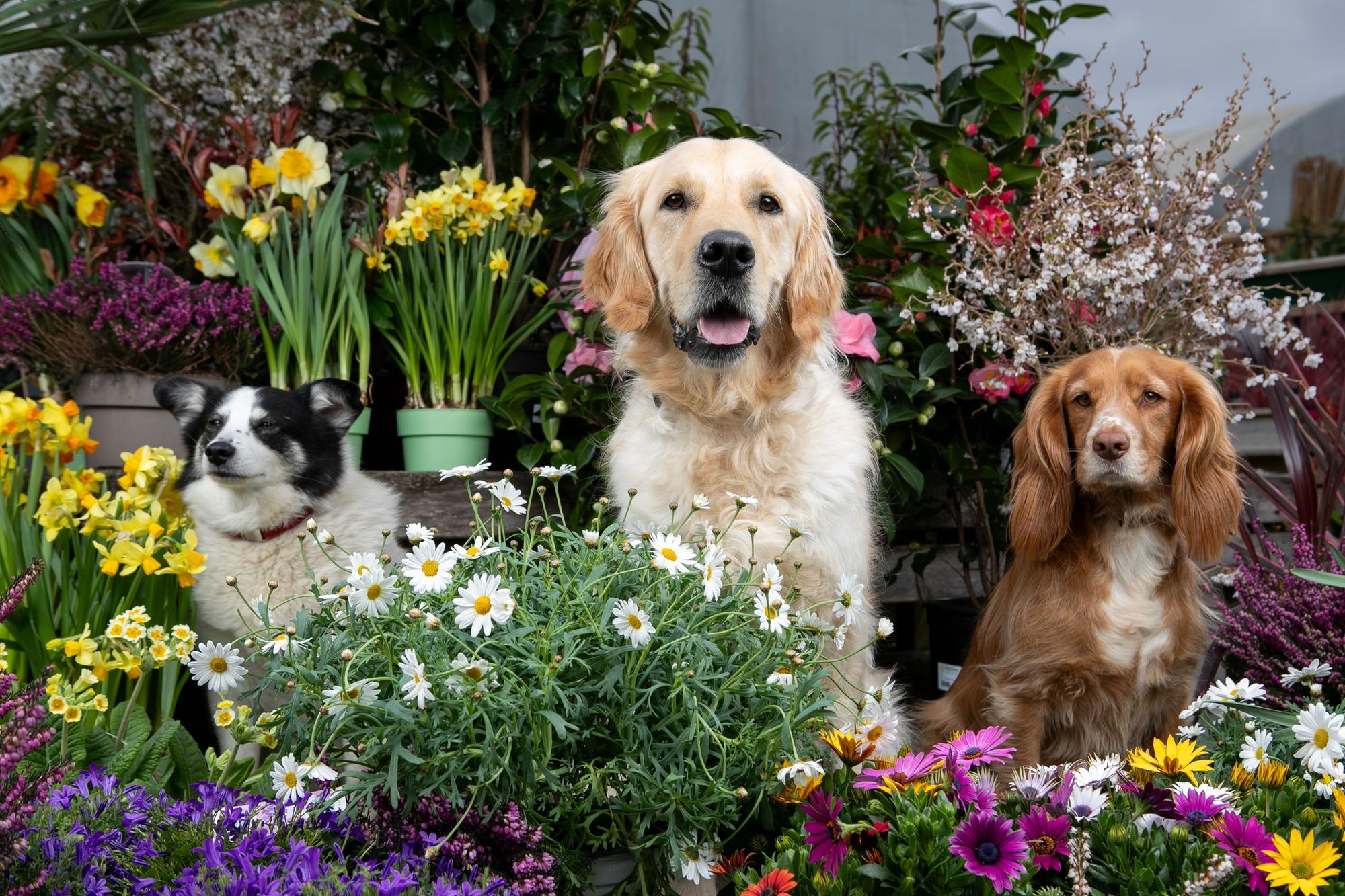 Dobbies’ Edinburgh store celebrates National Pet Day with garden living ...