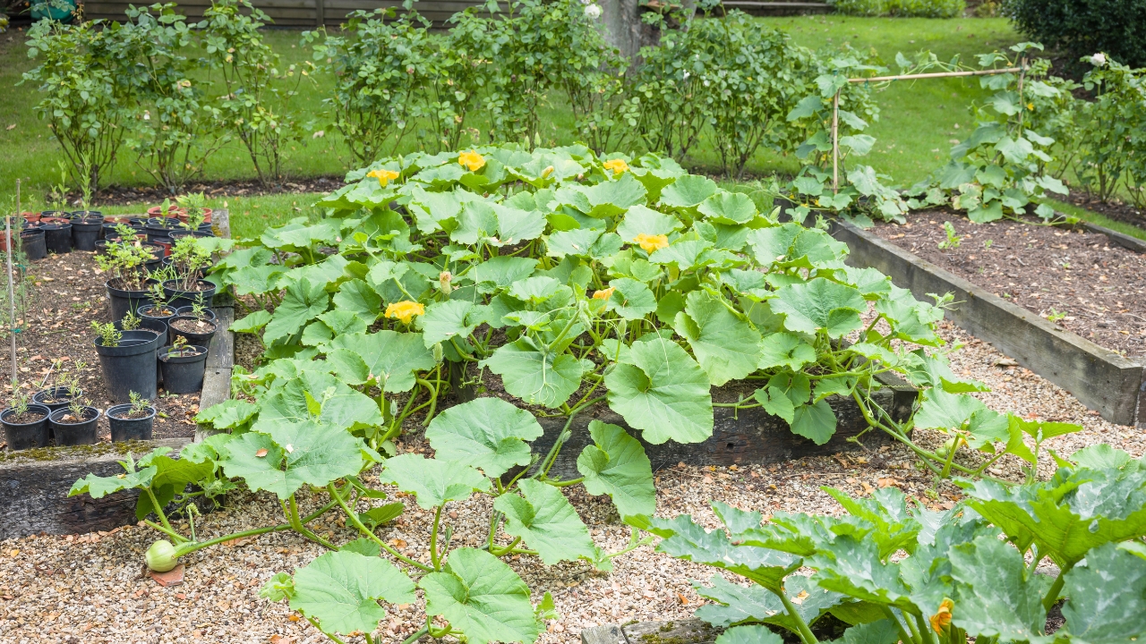 10 best crops to grow for a self-sustaining homestead