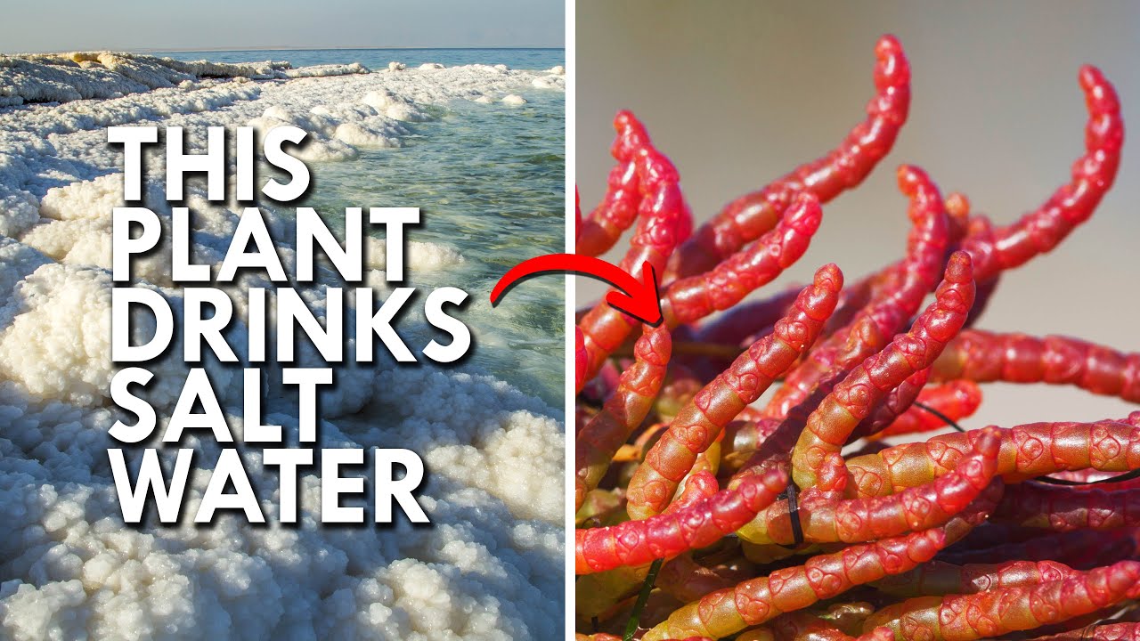 Extremophytes: The Plants that Shouldn’t be Alive