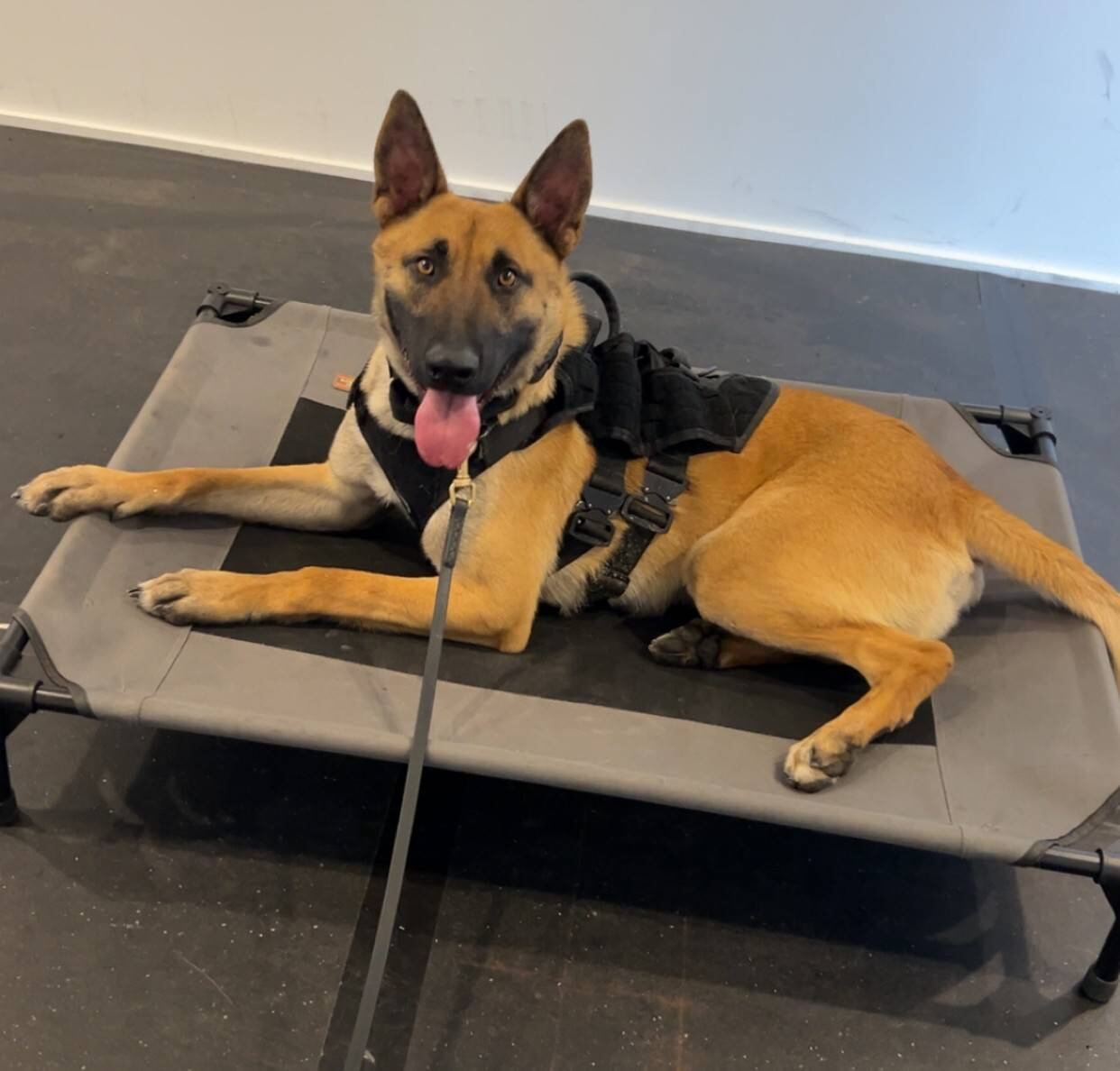 Missing police K9 found safe