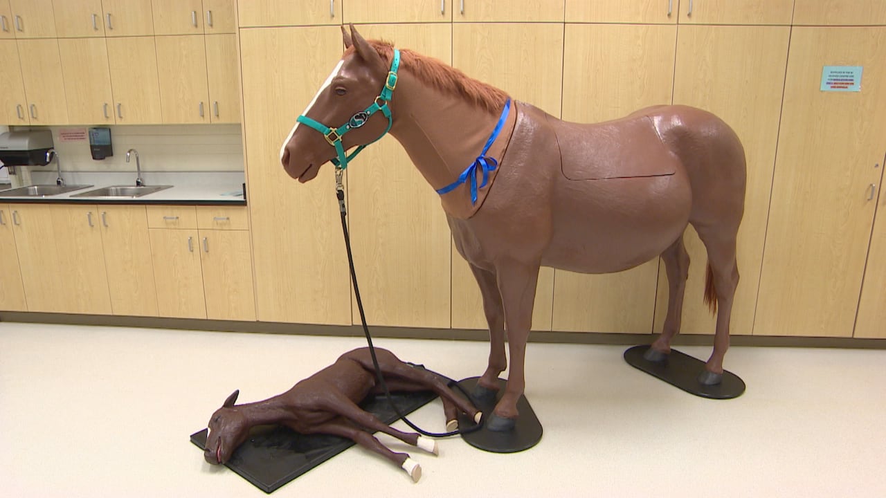 These life-size horse models will help U of S students practise ...