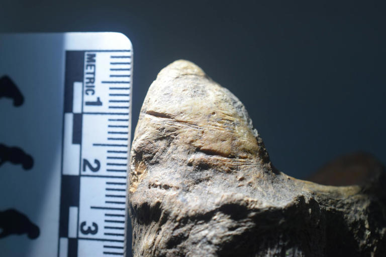 Tiny cut marks on animal bone fossils reveal that human ancestors were ...
