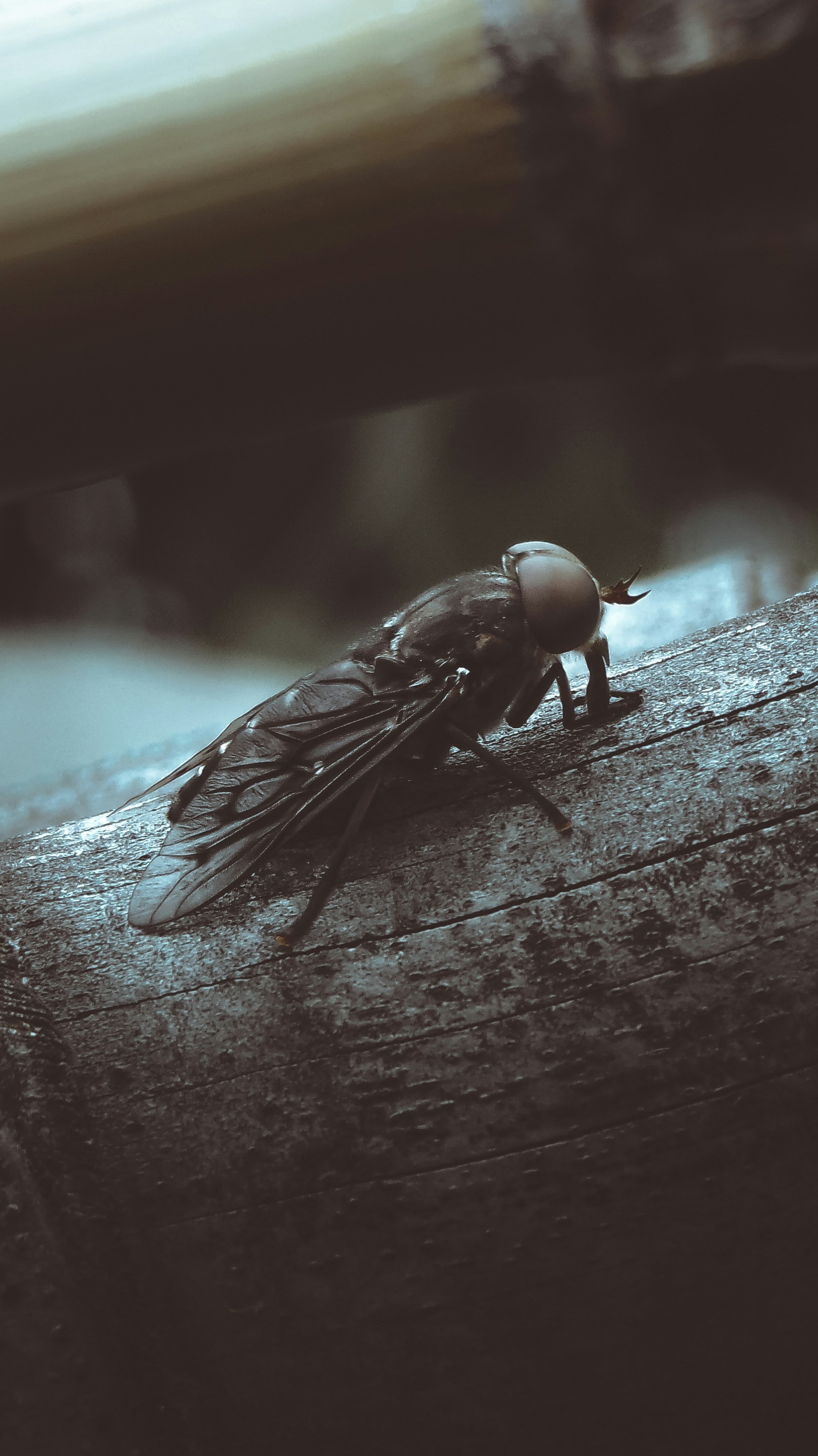 5 animals that could survive a zombie apocalypse