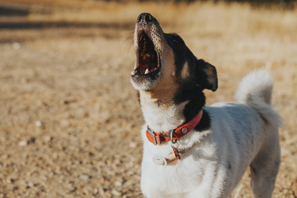 How to Stop Barking – Without Yelling (or Bribing with Treats)