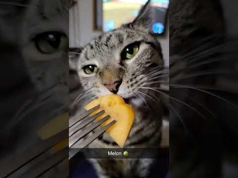 Meet Yoshi, the cantaloupe connoisseur and certified ASMR queen!👑🍈#cats ...