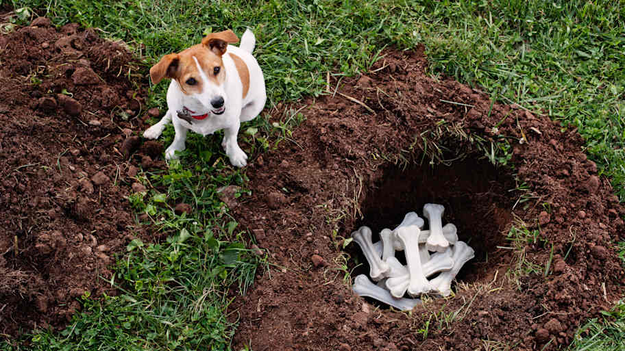 Why Do Dogs Like to Bury Things?