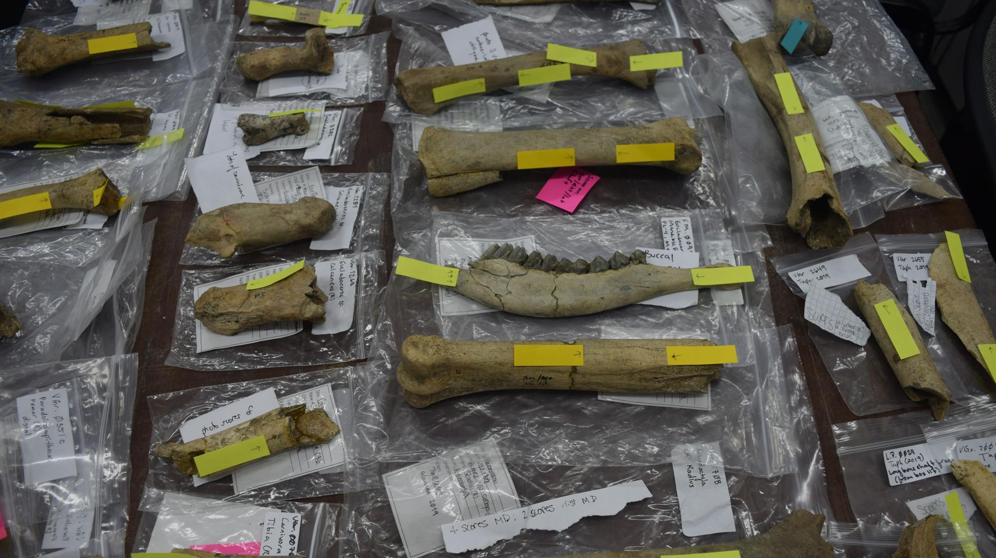 Tiny cut marks on animal bone fossils reveal that human ancestors were ...