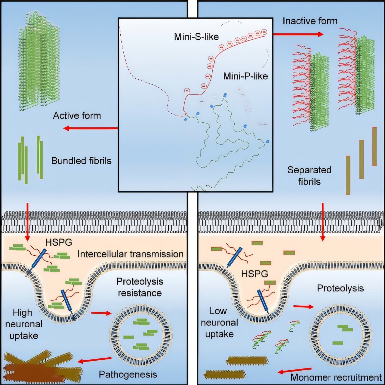 Discovery of α-synuclein's 'fuzzy coat' mechanism offers new insights ...