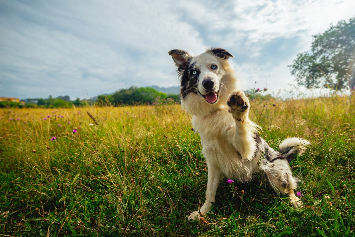 These Super Smart Dog Breeds Are Always One Paw Ahead
