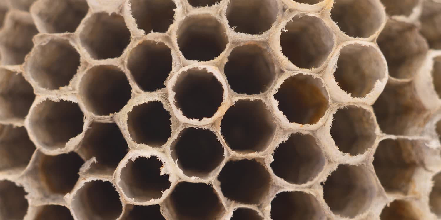 Trypophobia triggers stronger disgust than fear, new study shows