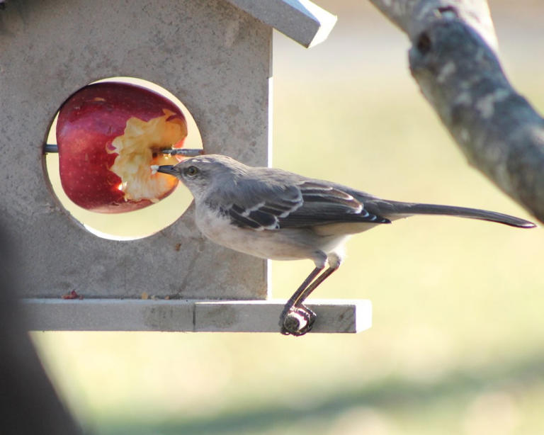 What Can Birds Eat From the Kitchen?