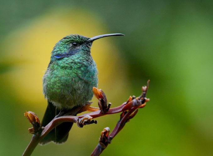 22 Jaw-Dropping Hummingbird Facts