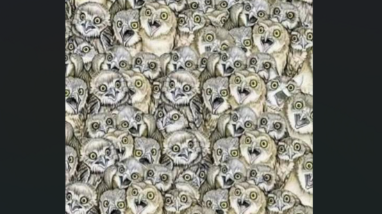 Optical illusion: Only a true visual master can spot the hidden cat ...