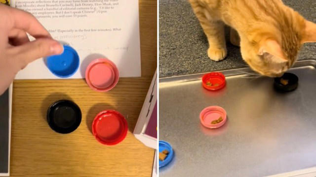 Pet owner reveals fun, money-saving way to reuse old plastic lids ...