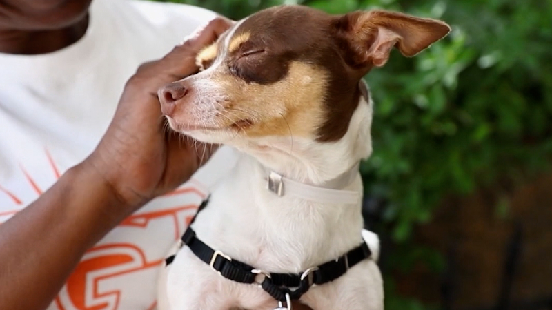 Saving pets in weather disasters