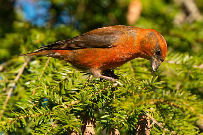 9 Birds That Look Like Cardinals