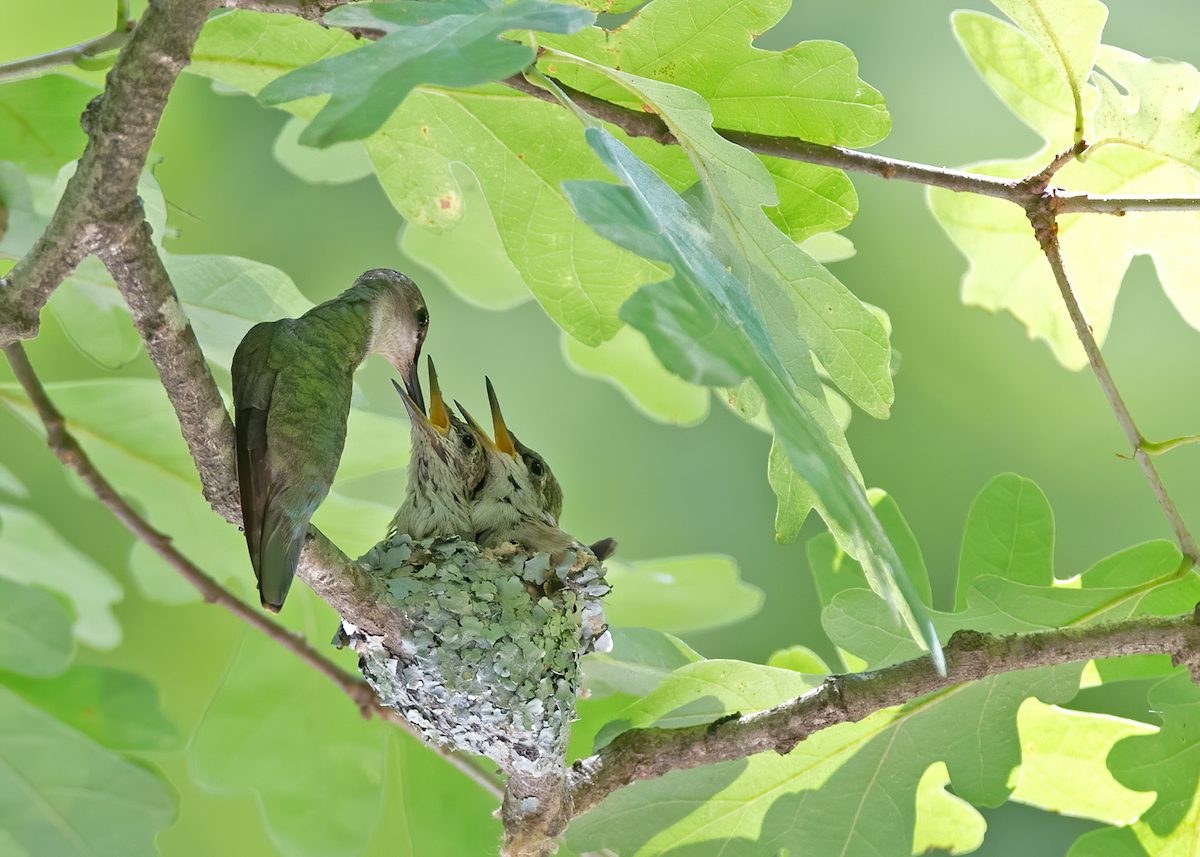 8 amazing baby hummingbird facts