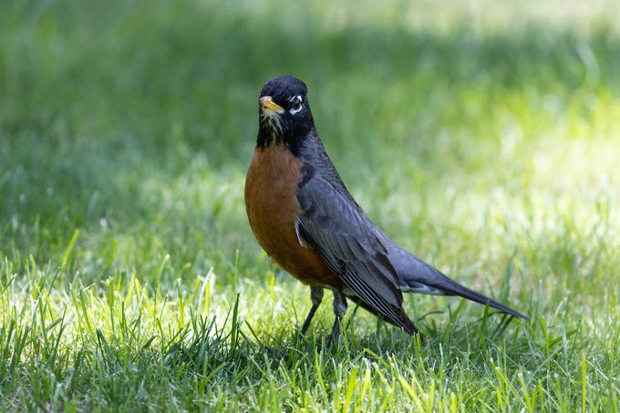7 Types of Birds That Look Like Robins