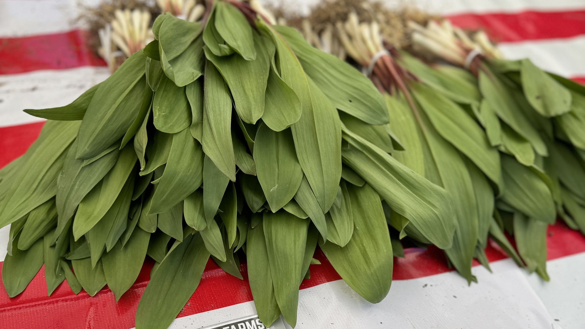 Ramp Season Arrives, Signaling The End of Chicago’s Winter
