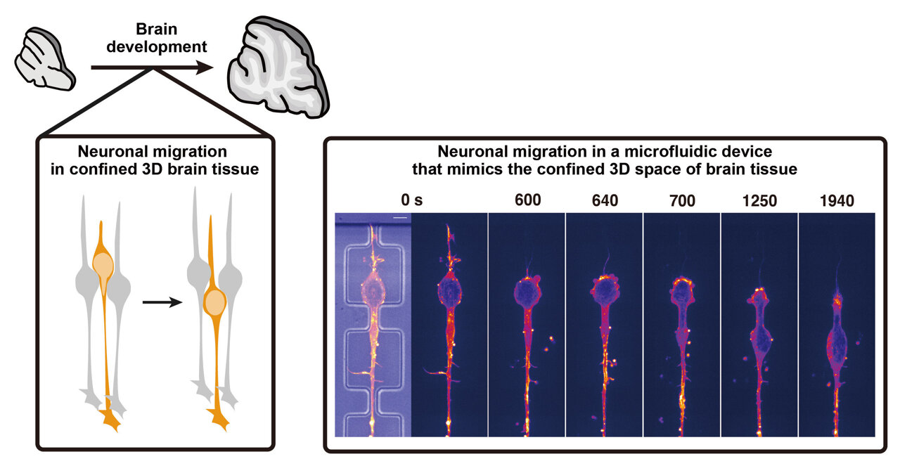 Squeezing through: Understanding how neurons migrate through crowded ...