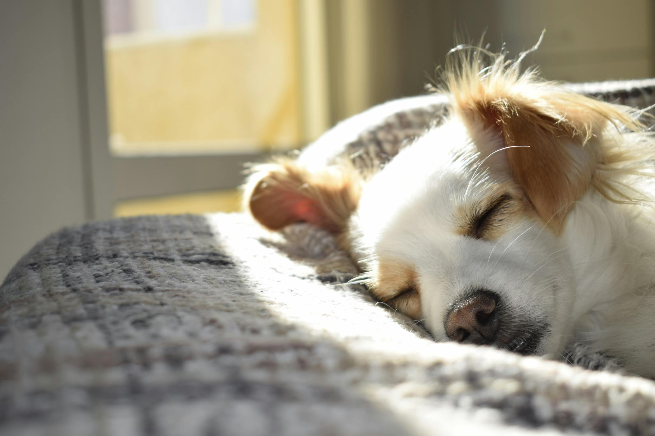 11 Heartbreaking Signs Your Dog Is Nearing the End-And How To Give Them ...