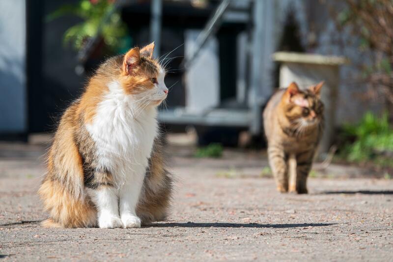 Garda probe launched after reports of youths feeding live cats to dogs ...