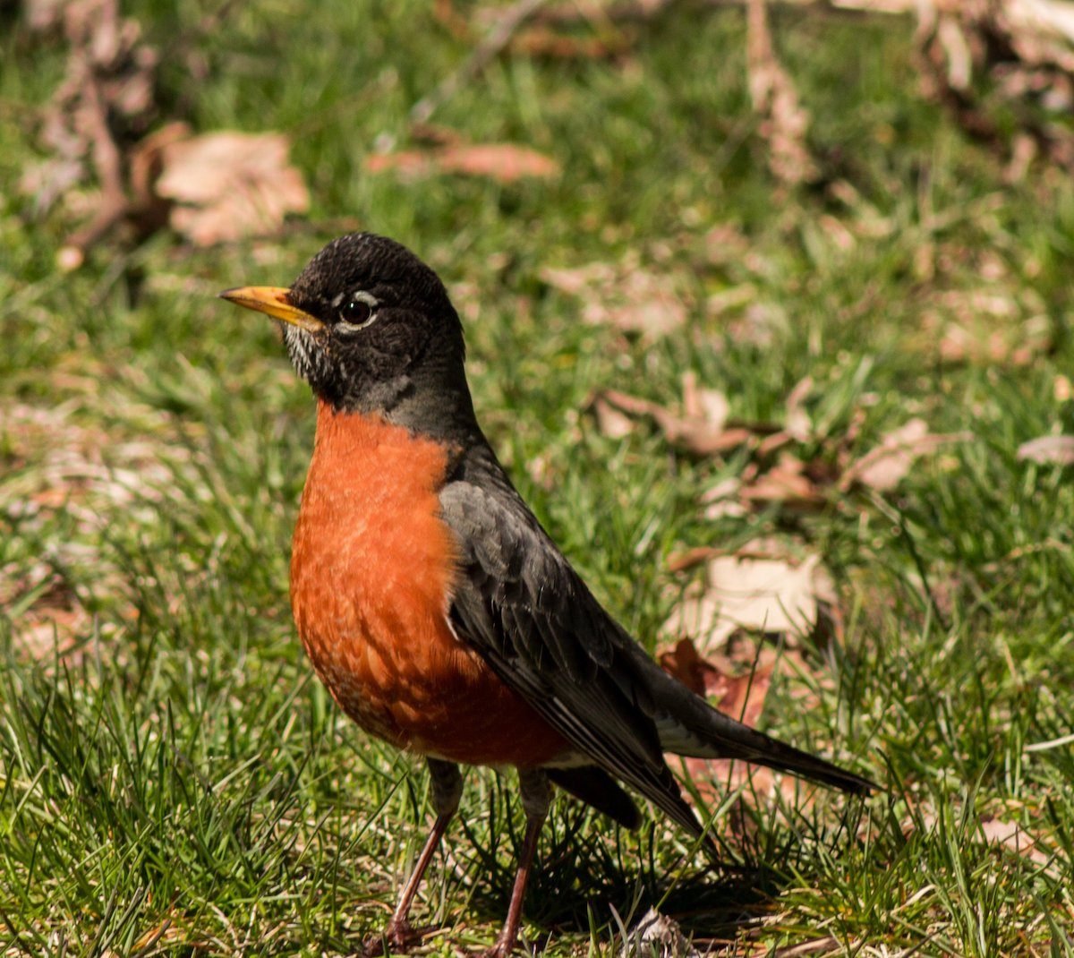 If You See a Robin Bird, Here’s What It Means