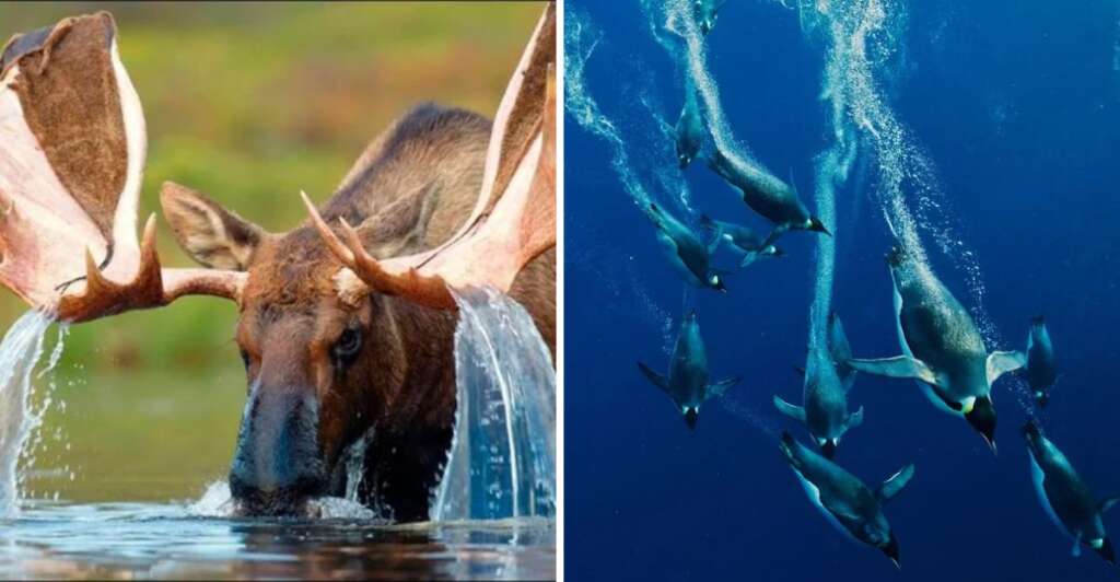 20 Wild Animal Facts That Sound Totally Made Up (But Aren’t)