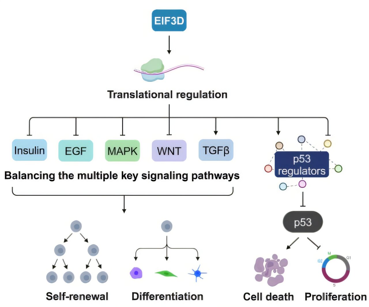CRISPR screen identifies EIF3D as critical regulator of stem cell ...