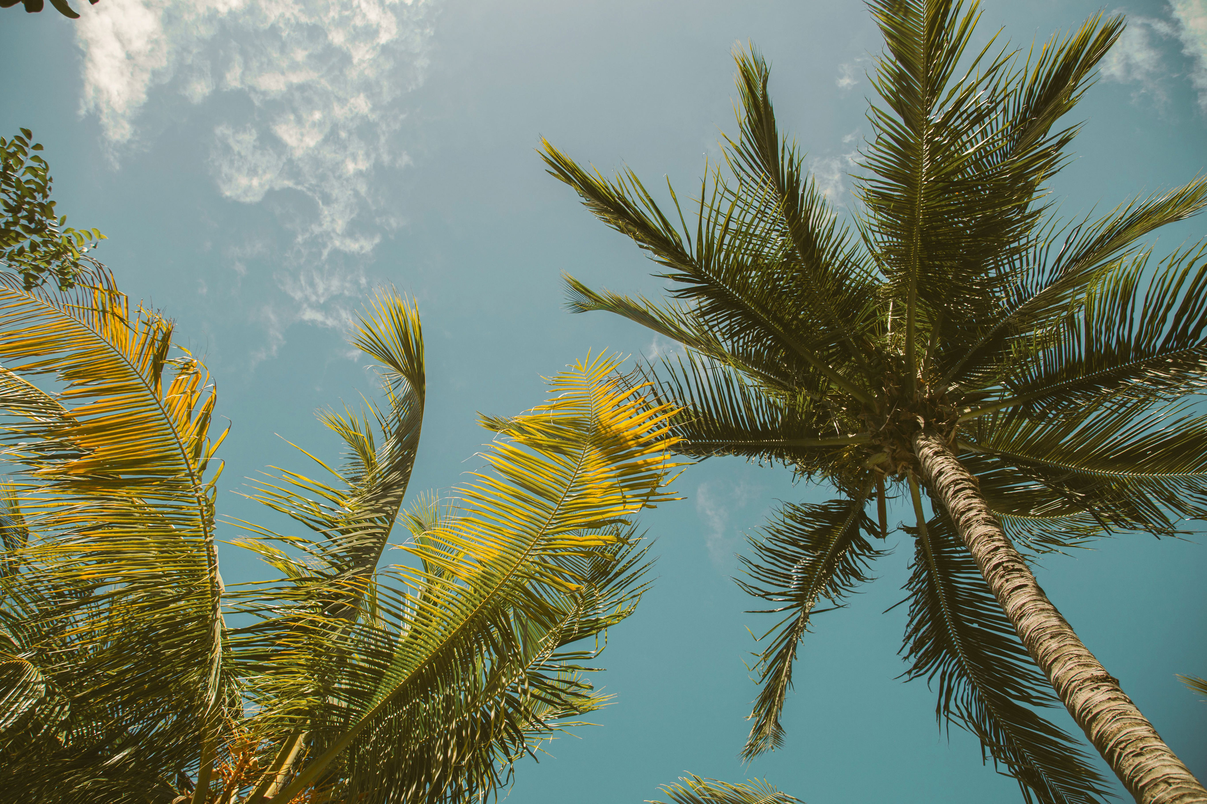 This Is the IT Tree of 2025, According to Experts