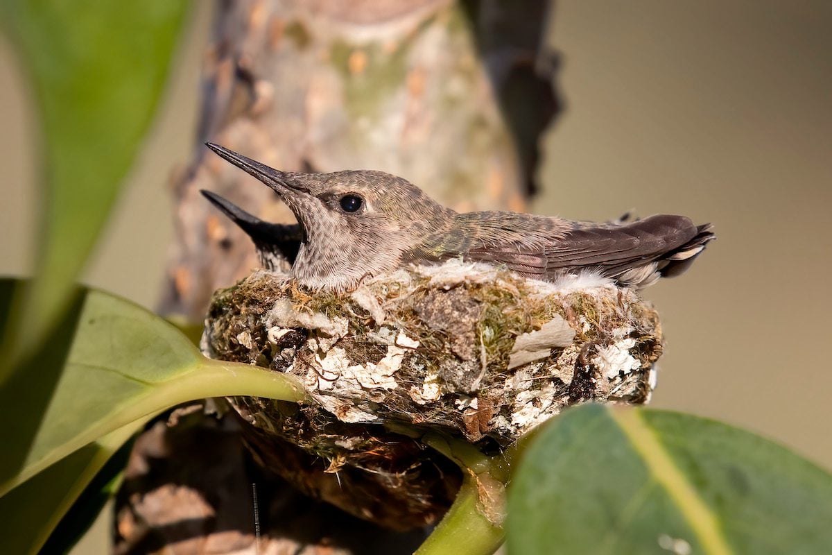8 amazing baby hummingbird facts