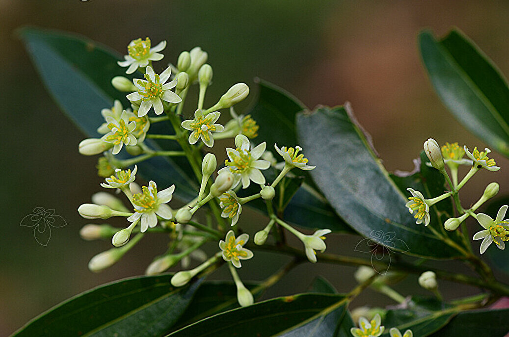 Integrating genomics with traditional fieldwork and morphology is ...