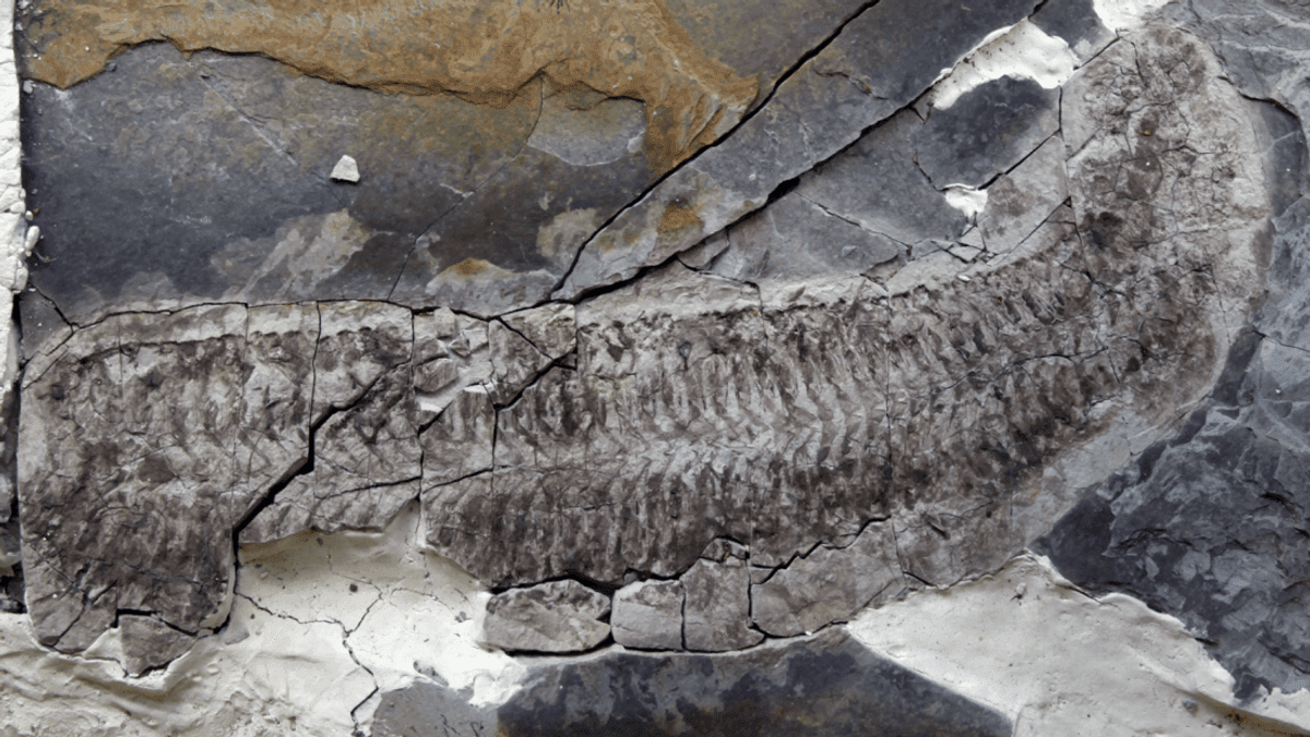 Meet Sue The Fossil, An “Inside-out, Legless, Headless Wonder” That ...