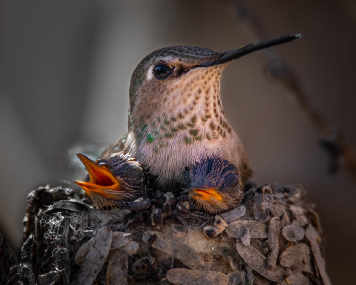 8 amazing baby hummingbird facts